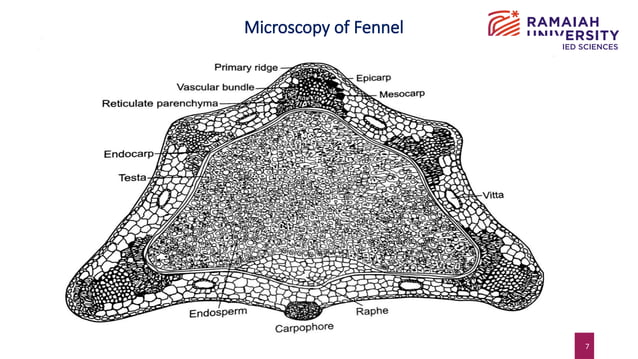 10-morphology and microscopy of Fennel .pptx