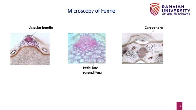 10-morphology and microscopy of Fennel .pptx