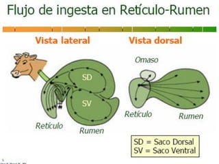 10.motilidad ruminal | PDF
