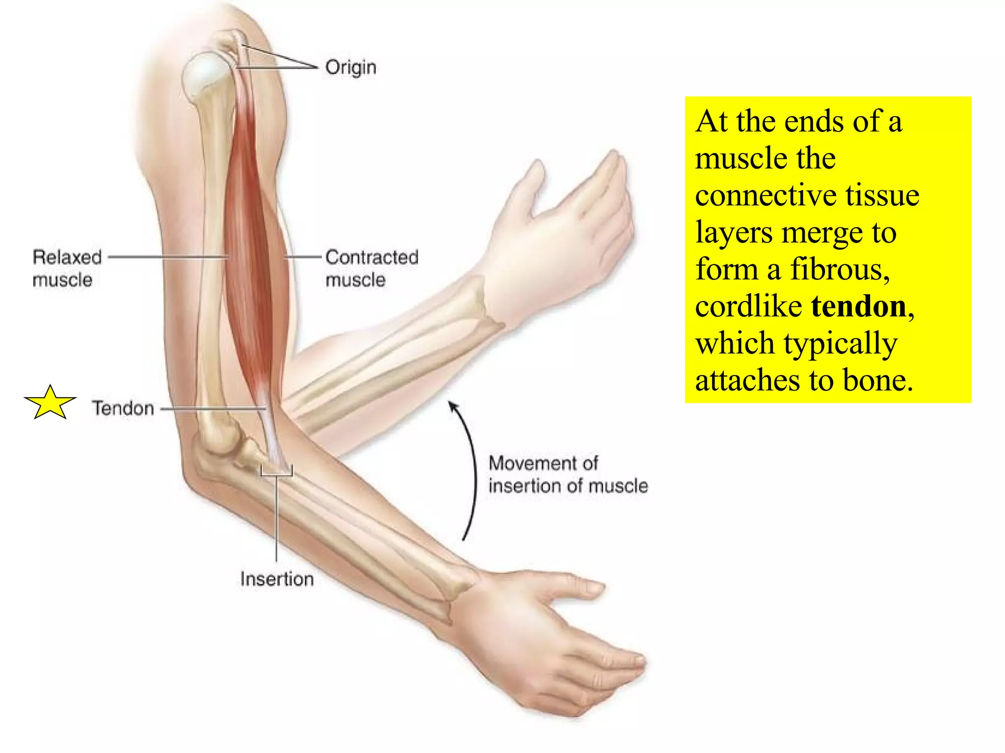10 Muscle Tissue And Organization | PPT