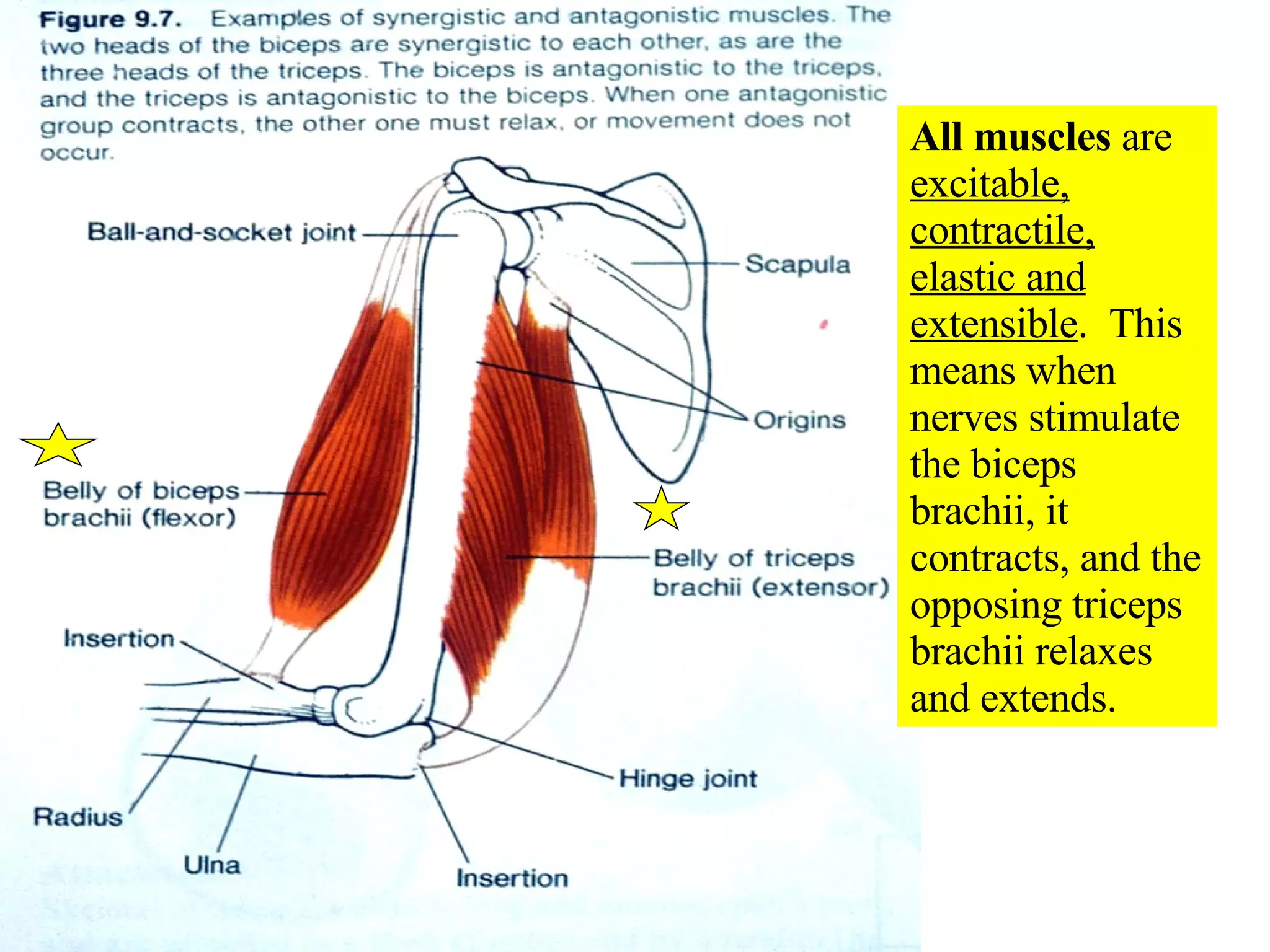 10 Muscle Tissue And Organization | PPT