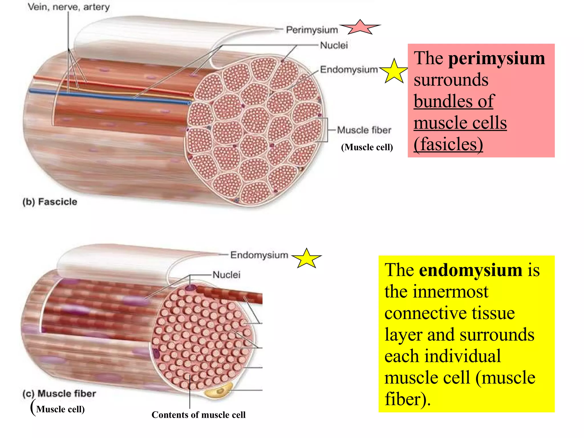 10 Muscle Tissue And Organization | PPT