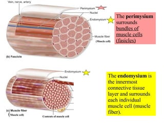 10 Muscle Tissue And Organization | PPT