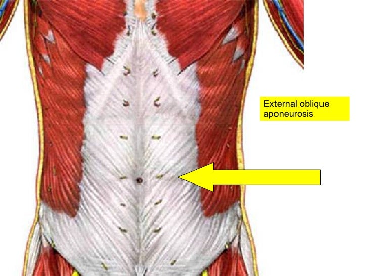 10 Muscle Tissue And Organization