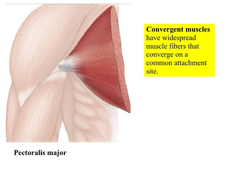 10 Muscle Tissue And Organization
