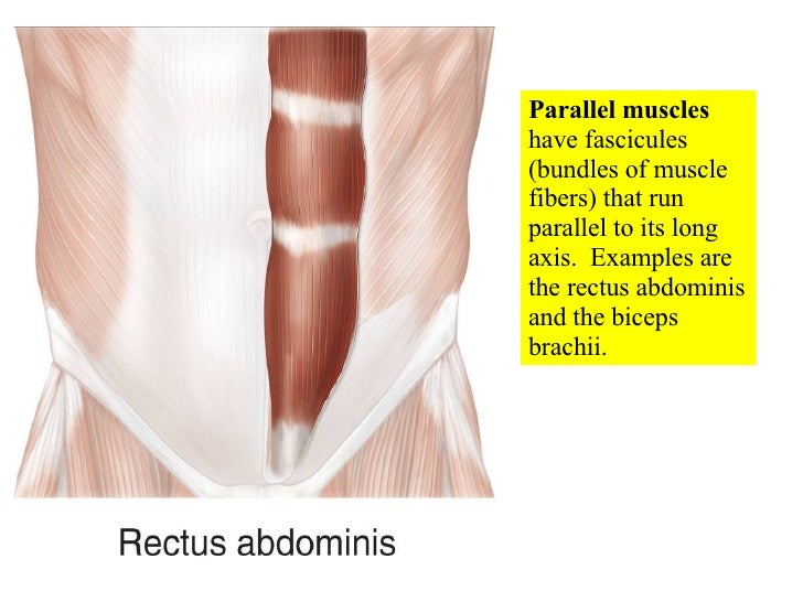 10 Muscle Tissue And Organization