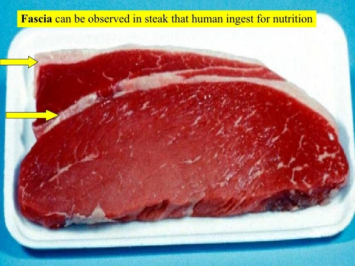 10 Muscle Tissue And Organization