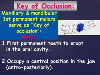 Occlusion | PPTX