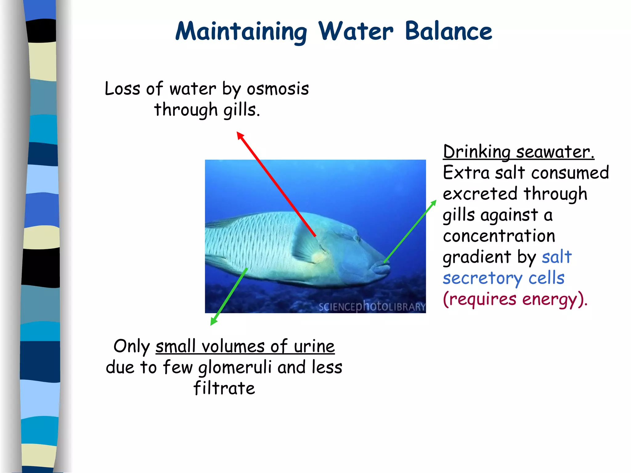 10. Osmoregulation | PPT