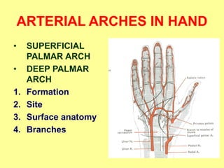 10-Palm of hand.ppt
