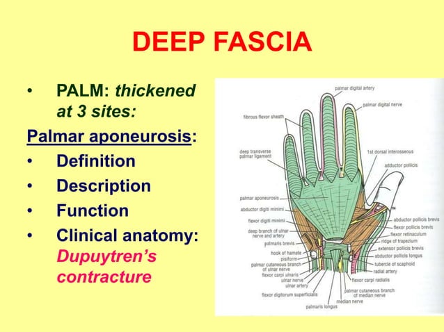 10-Palm of hand.ppt