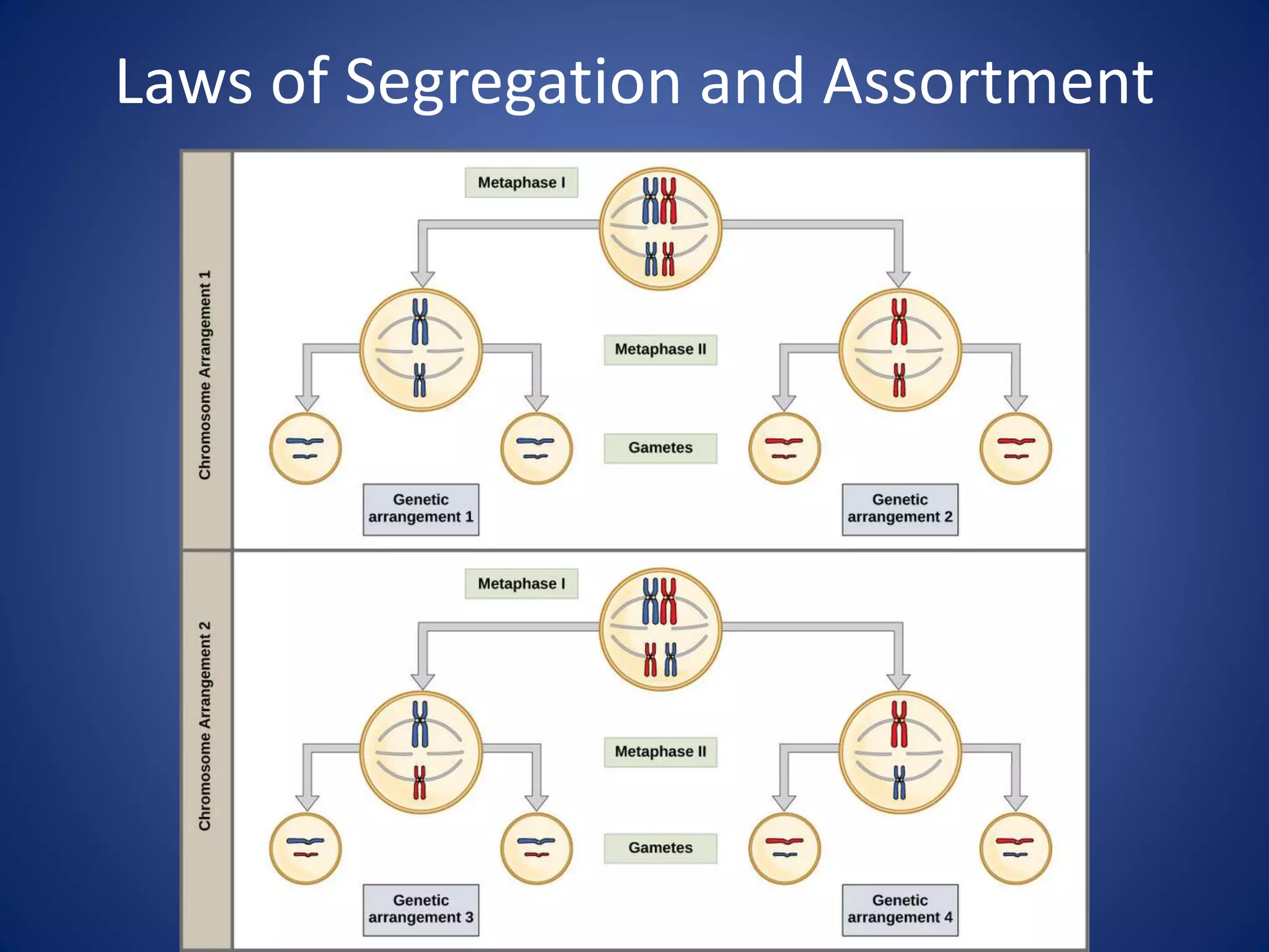 Patterns of Inheritance | PPTX