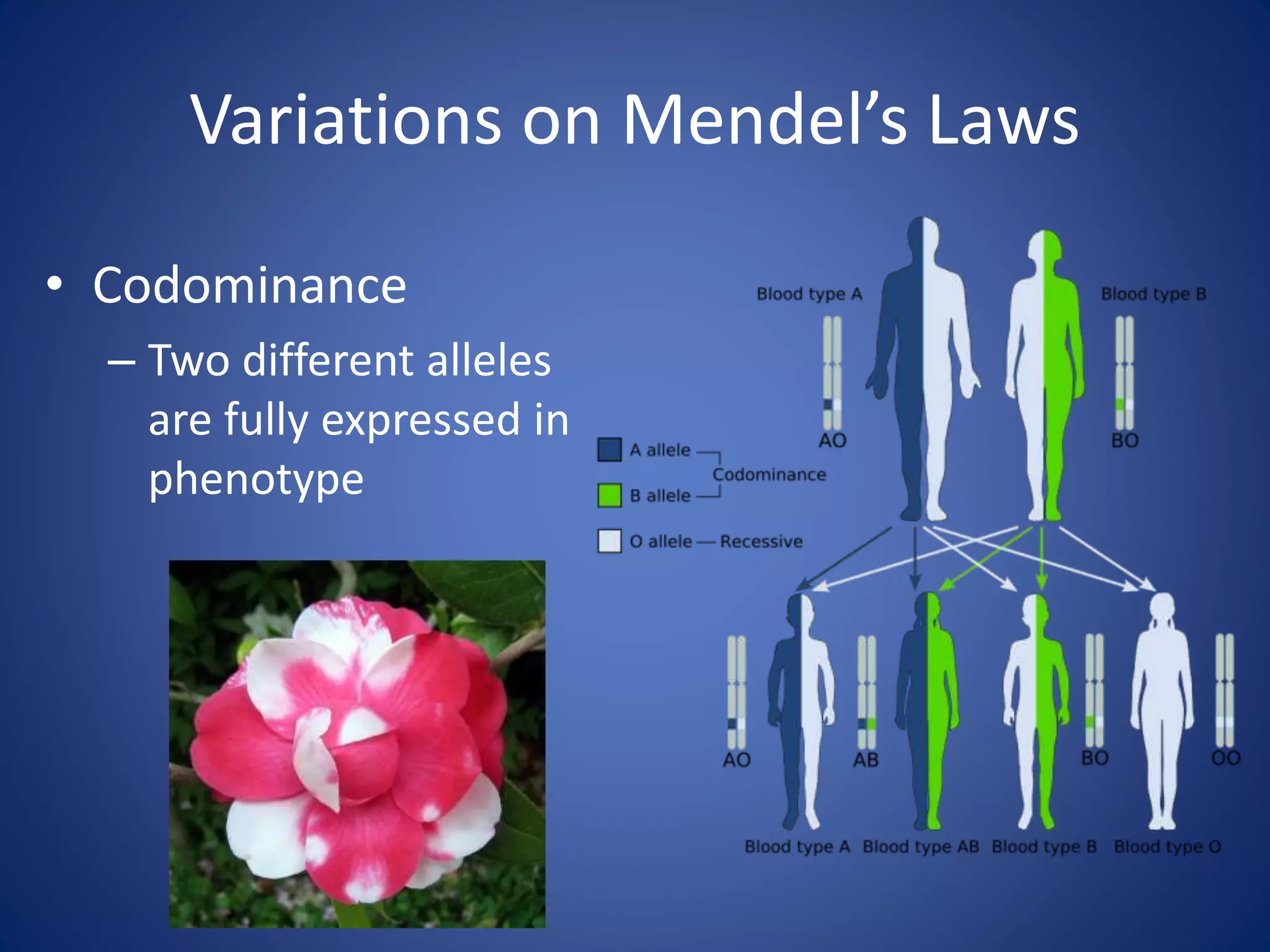 Patterns of Inheritance | PPTX