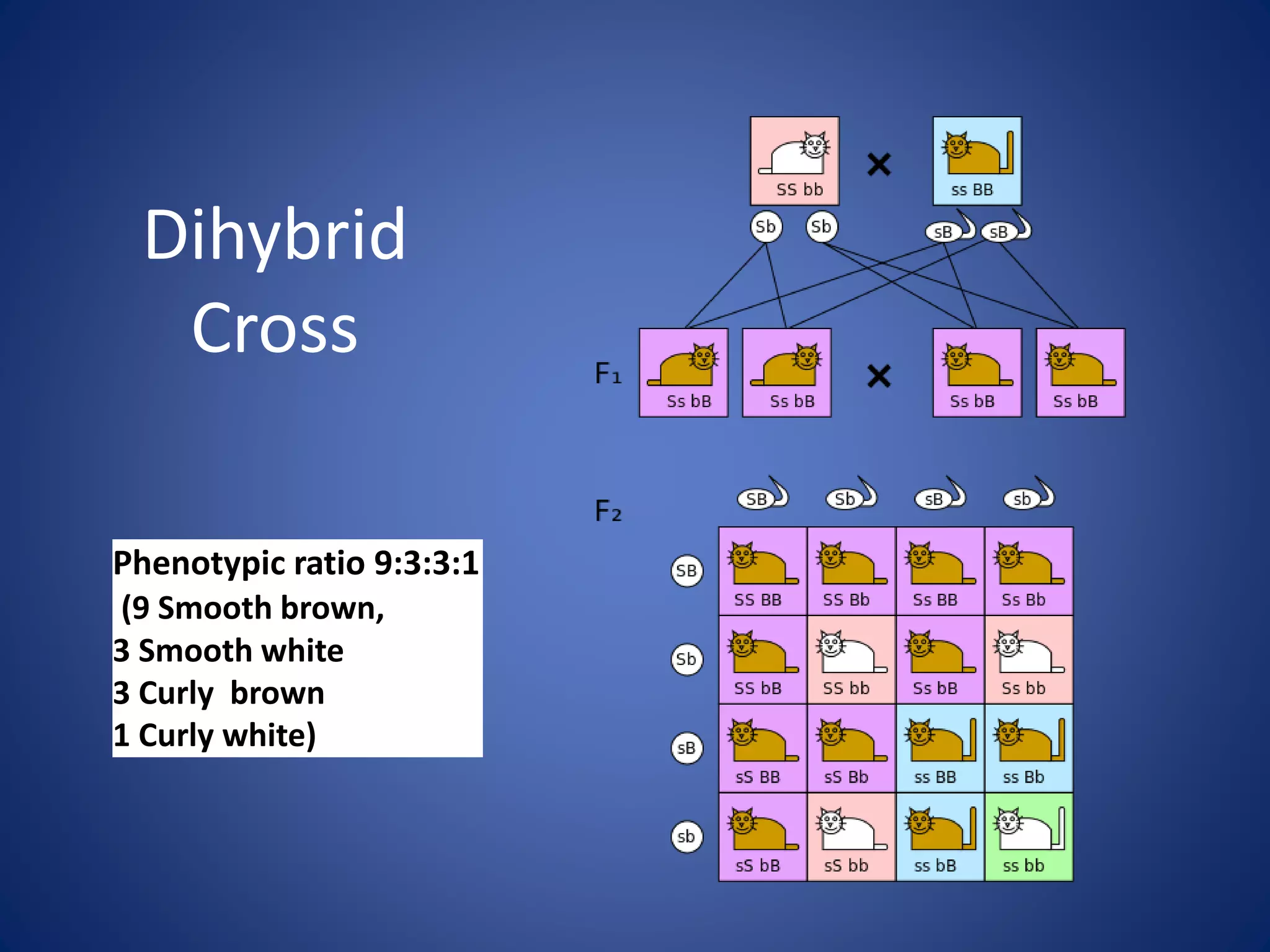 Patterns of Inheritance | PPTX | Genetics | Science