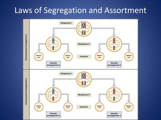 Patterns of Inheritance | PPTX