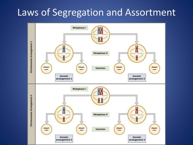 Patterns of Inheritance | PPTX | Genetics | Science