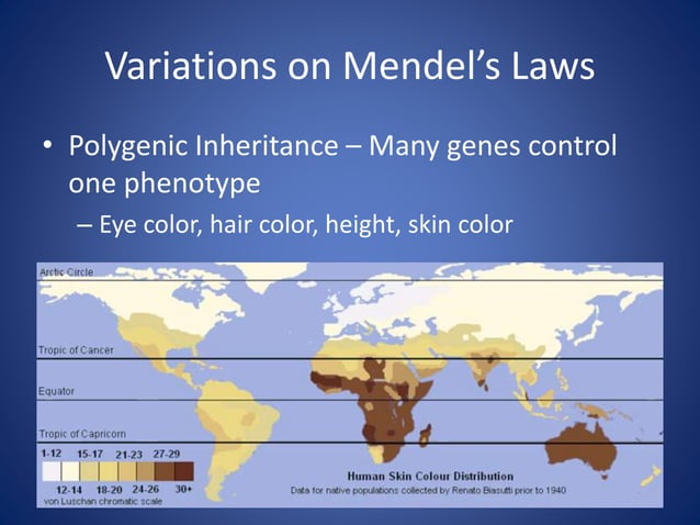 Patterns of Inheritance | PPTX | Genetics | Science