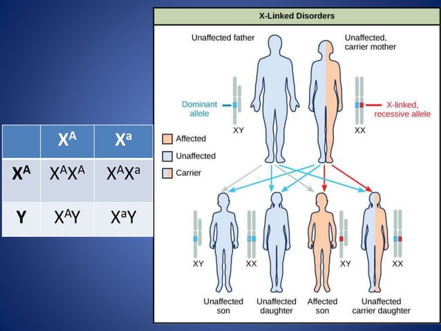 Patterns of Inheritance | PPTX | Genetics | Science