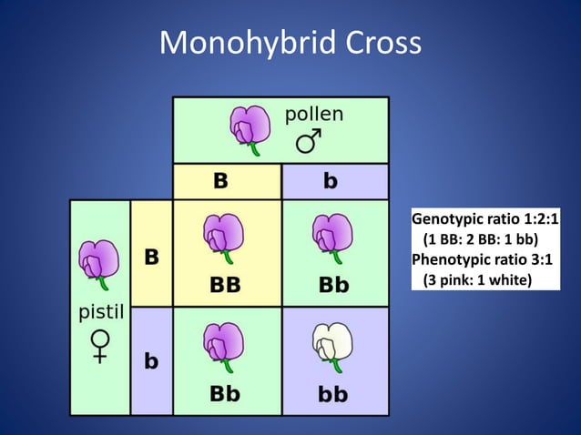 Patterns of Inheritance | PPTX | Genetics | Science