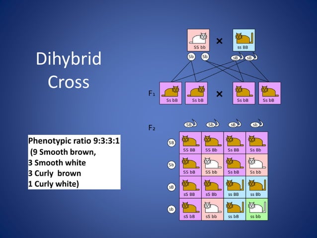 Patterns of Inheritance | PPTX | Genetics | Science