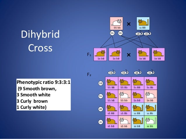 Patterns of Inheritance