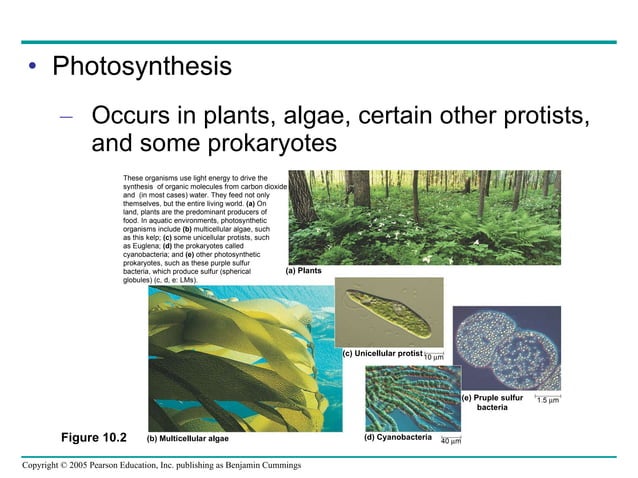 10 photosynthesis text | PPT