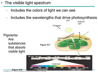 10 photosynthesis text | PPT