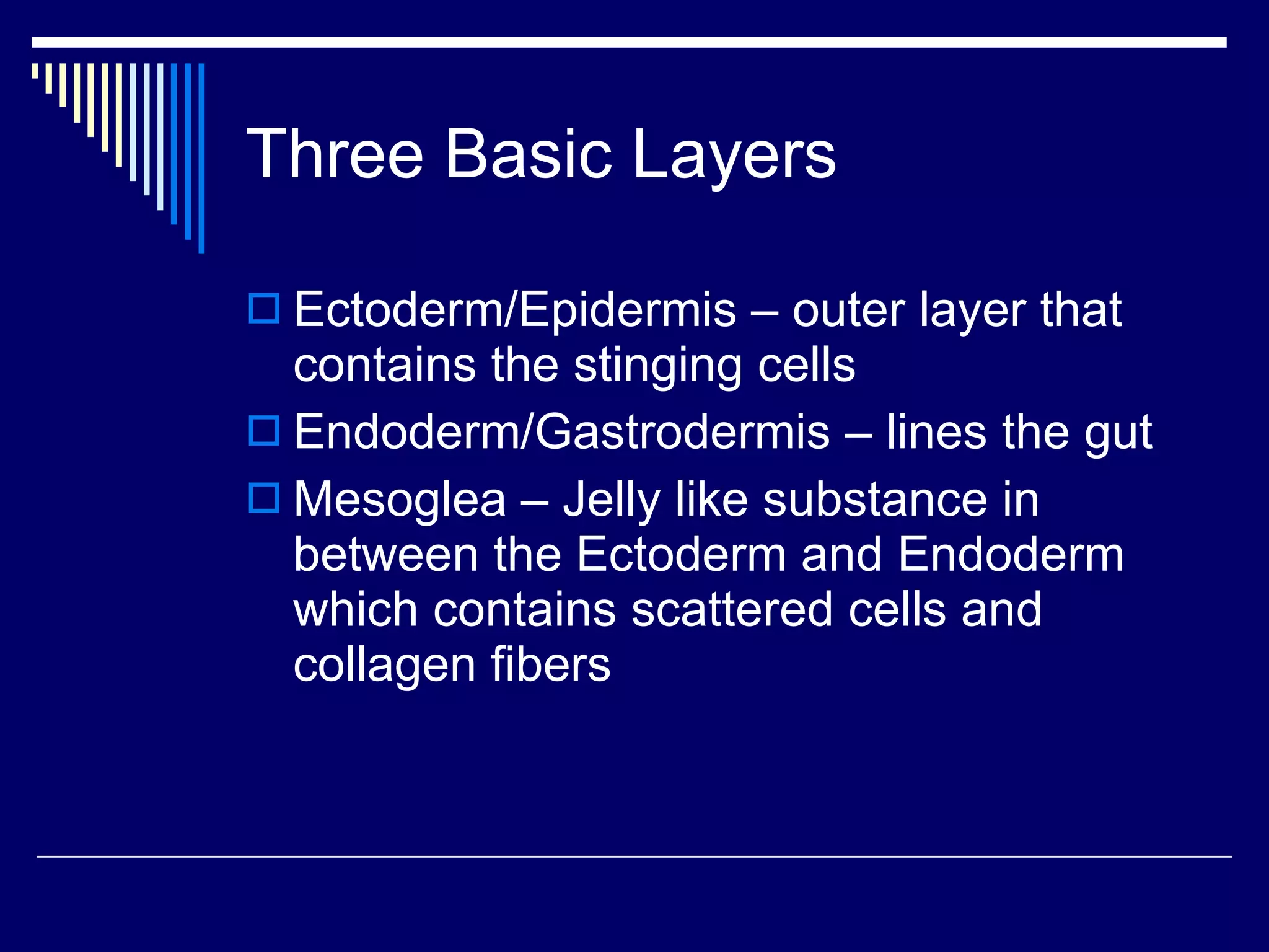 10. Phyla Cnidaria and Ctenophora | PPT