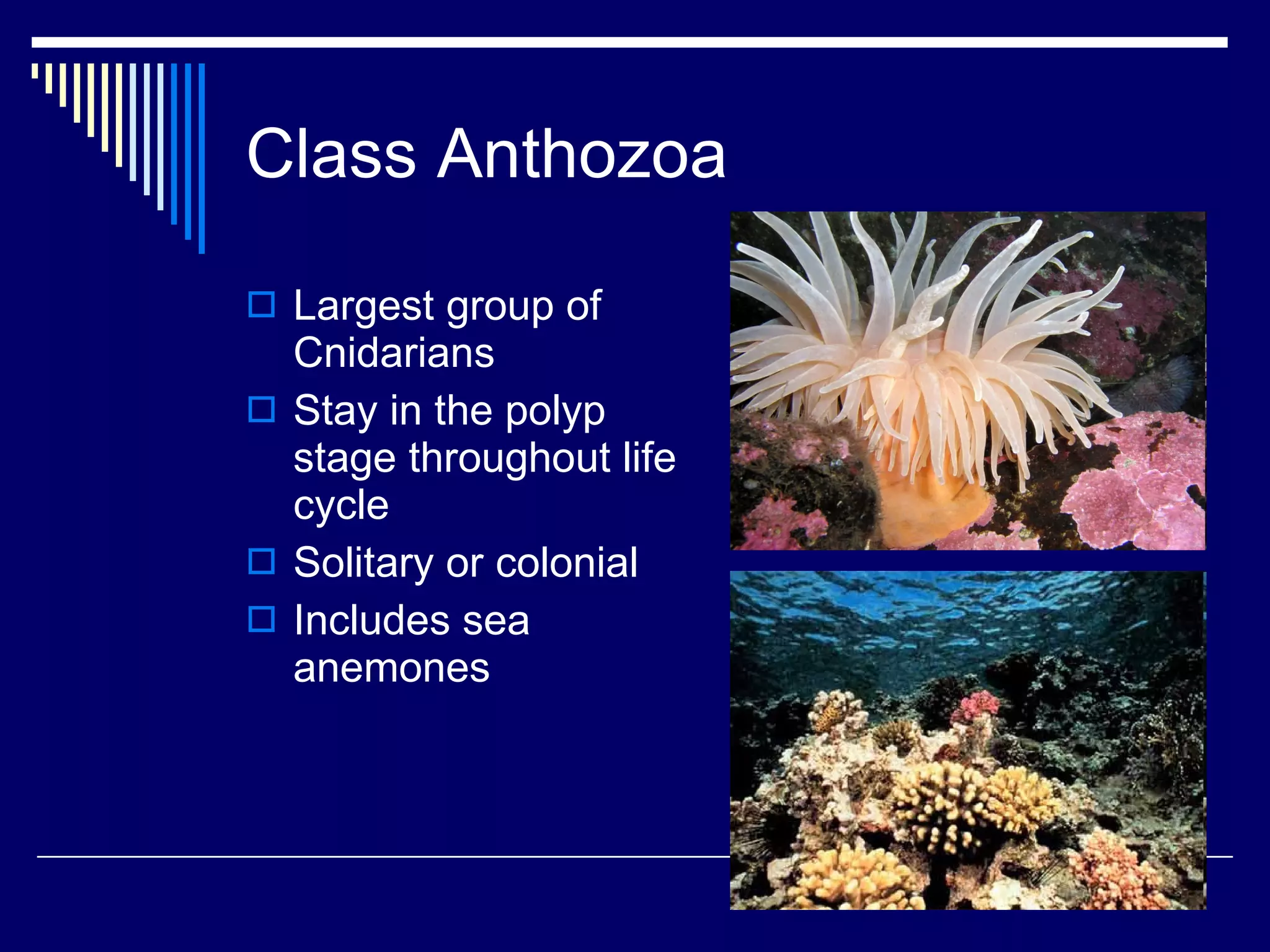 10. Phyla Cnidaria and Ctenophora | PPT