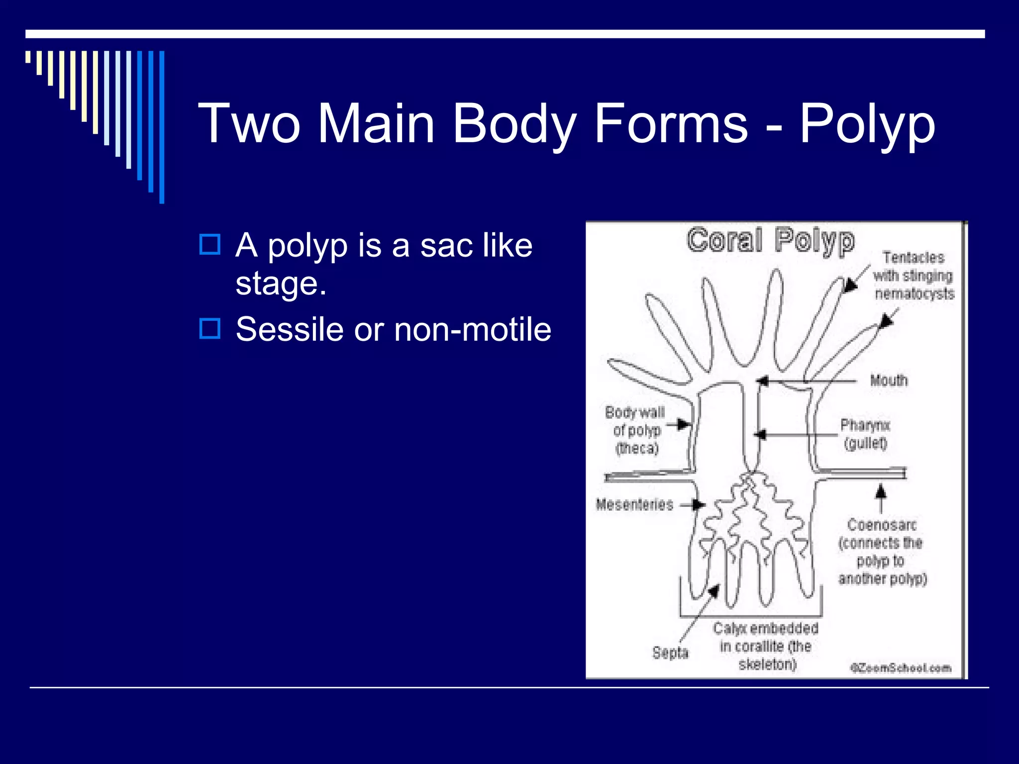 10. Phyla Cnidaria and Ctenophora | PPT