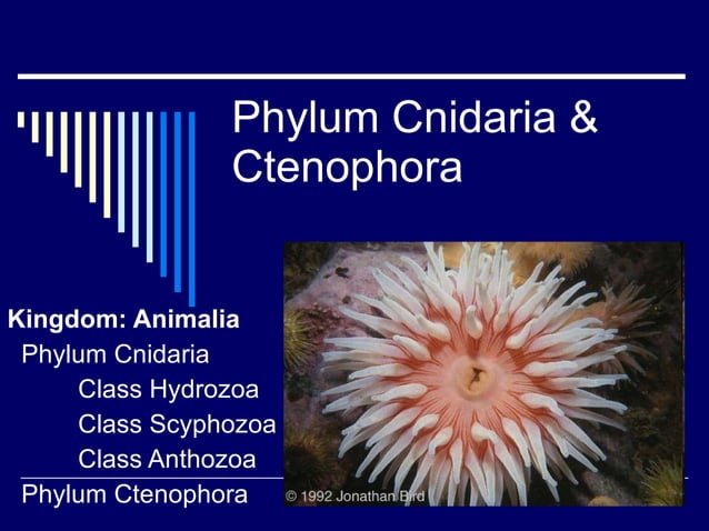 10. Phyla Cnidaria and Ctenophora | PPT