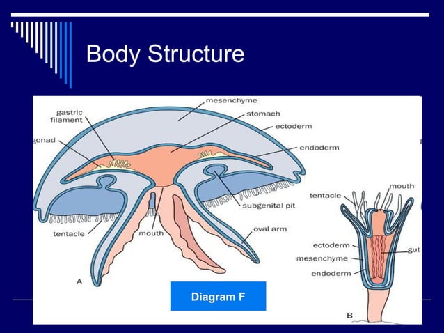 10. Phyla Cnidaria and Ctenophora | PPT