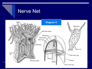 10. Phyla Cnidaria and Ctenophora | PPT