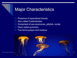 Cnidarians Characteristics