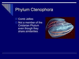 Examples Of Ctenophora