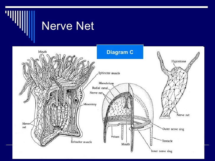 10. Phyla Cnidaria and Ctenophora