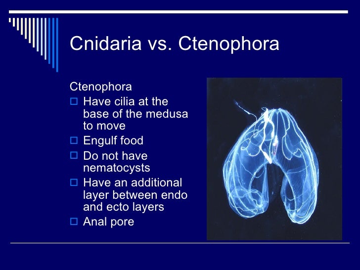 10. Phyla Cnidaria and Ctenophora