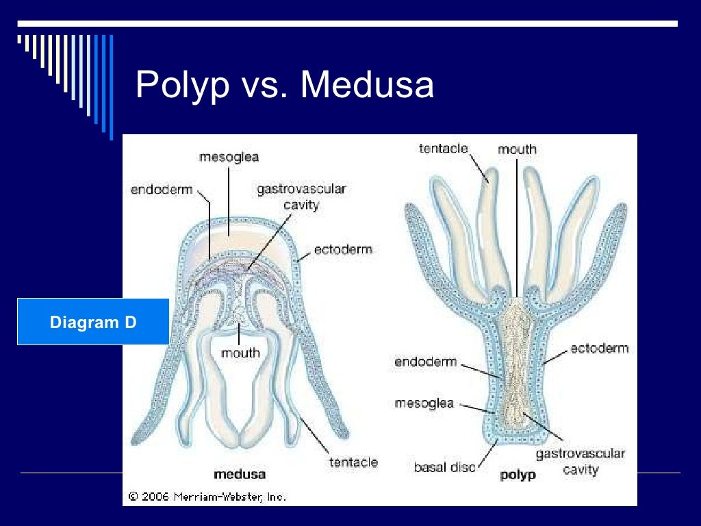 10. Phyla Cnidaria and Ctenophora