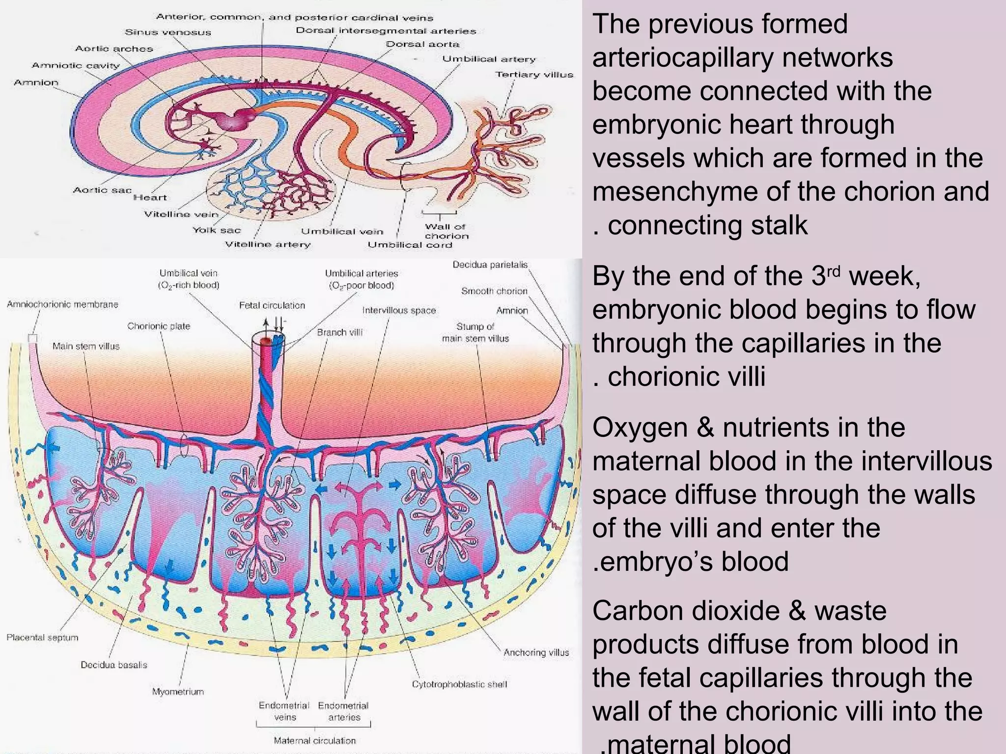 Description of placenta | PPT
