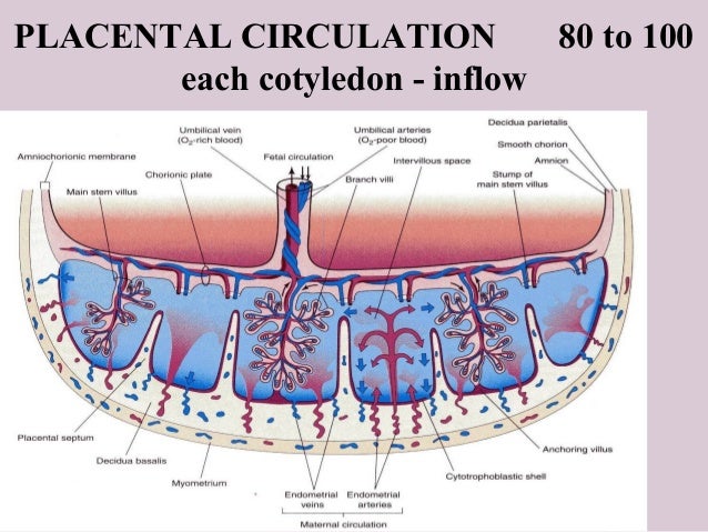 Description of placenta