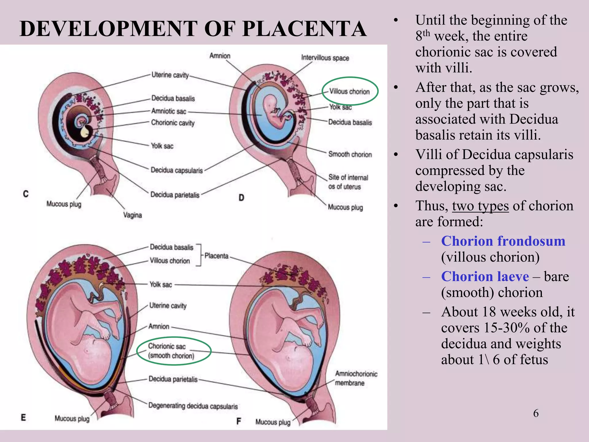 Placenta Structure | PPT