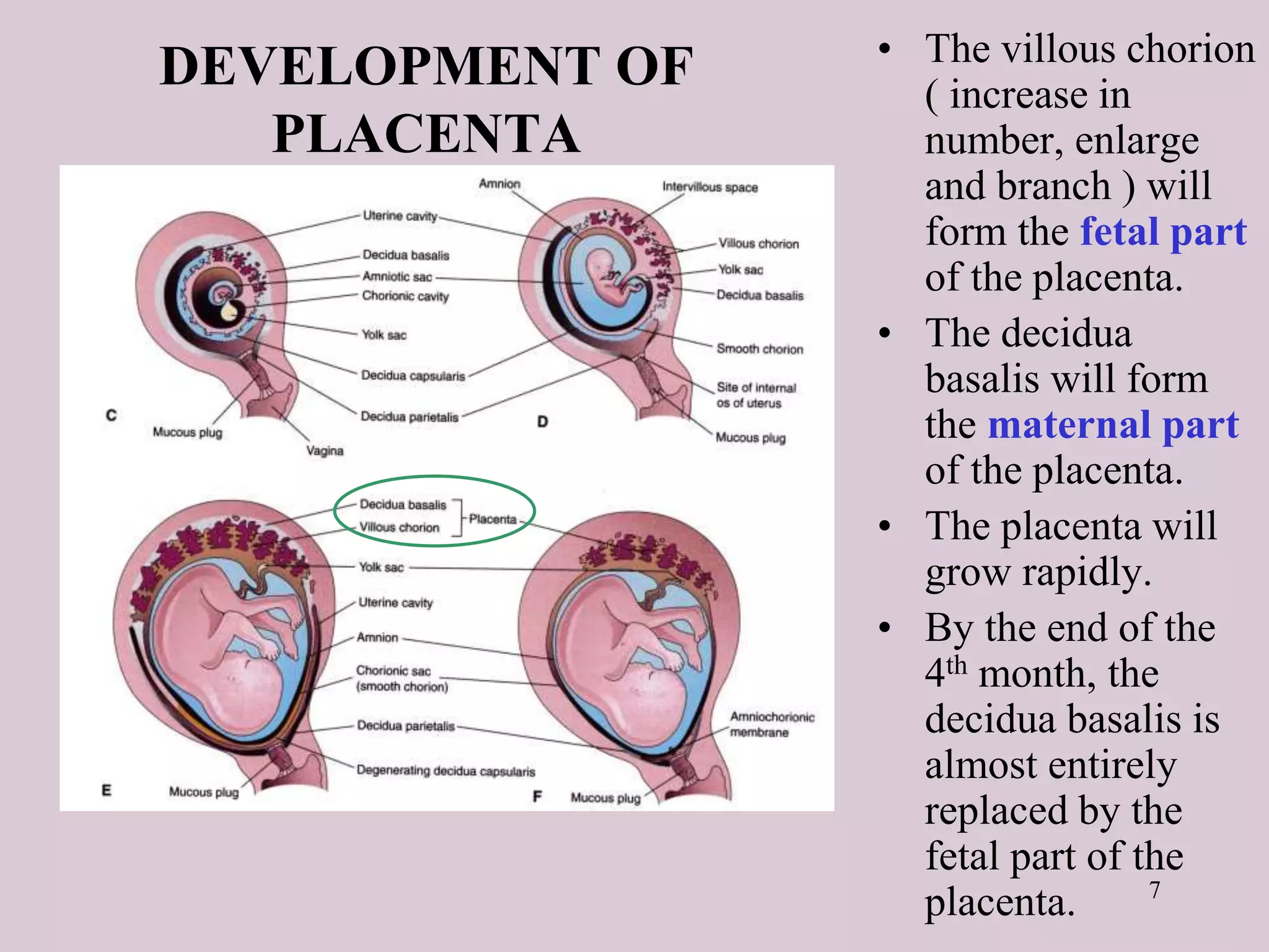 Placenta Structure | PPT