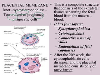 Placenta Structure | PPT