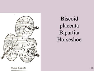 Placenta Structure | PPT