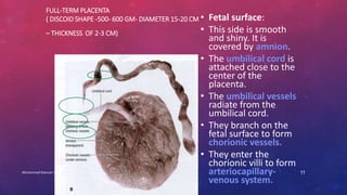Placenta embryology | PPT