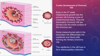 Placenta embryology | PPT