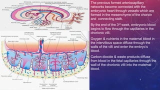 Placenta embryology | PPT