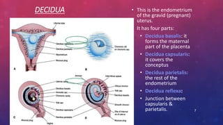 Placenta embryology | PPT