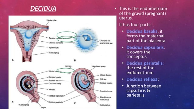Placenta embryology