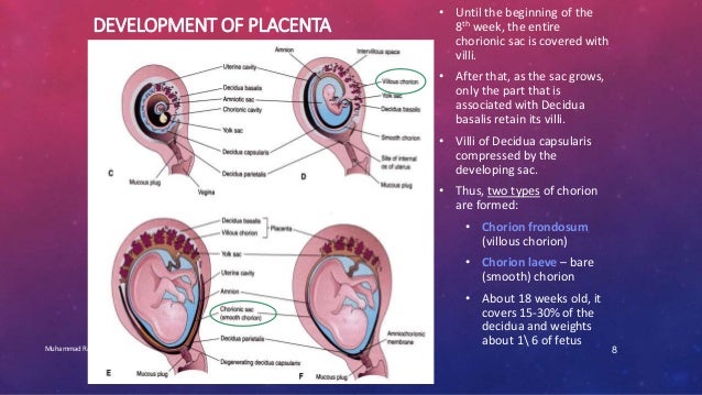 Development Of Placenta During Pregnancy